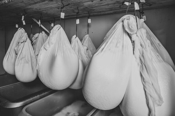 Bush Hill Cheese - Artisan cheese farm in KZN