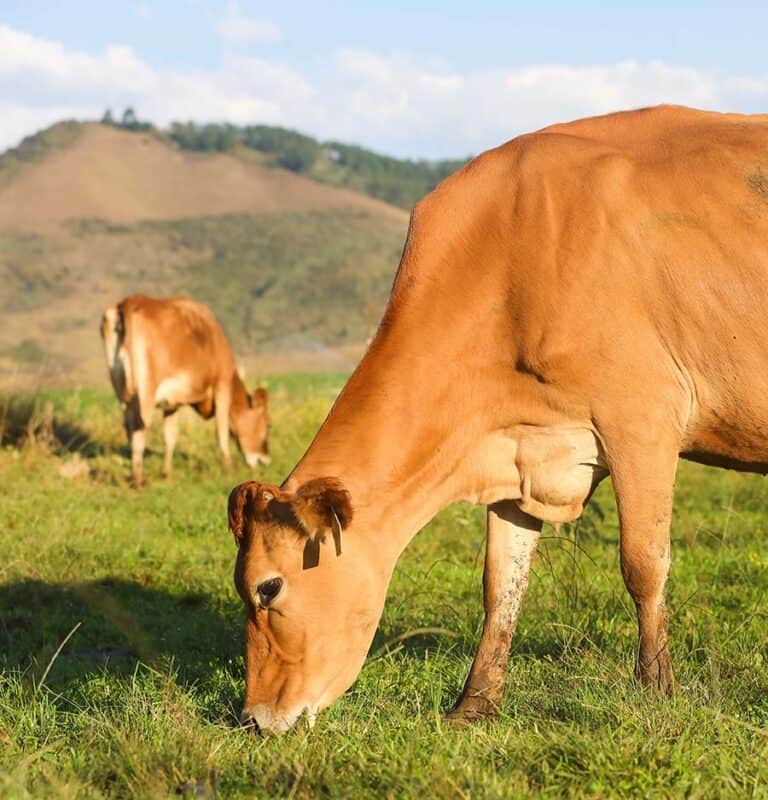 Artisan Cheese in KZN - Bush Hill Cheese